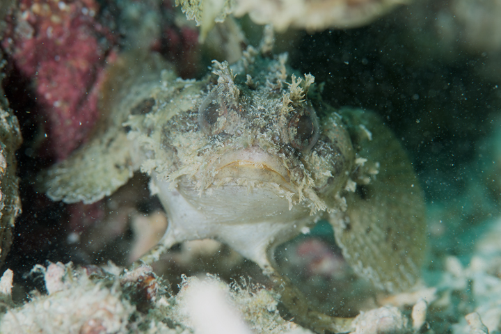 バンデット・トードフィッシュ | マンぶーンの生活 4ぉうす