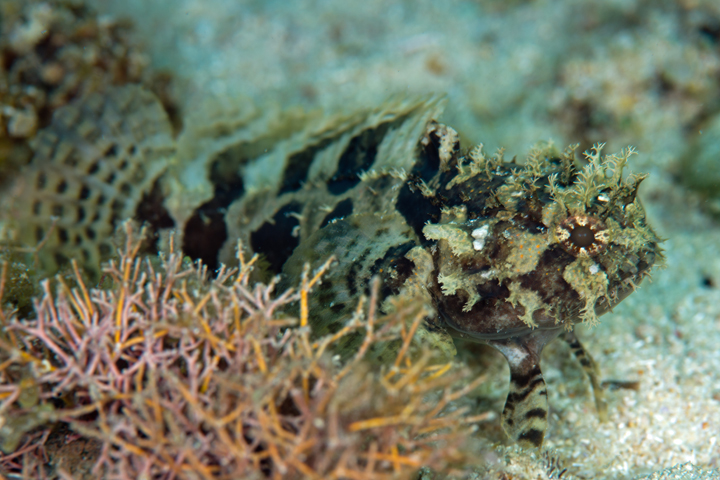 バンデット・トードフィッシュ | マンぶーンの生活 4ぉうす