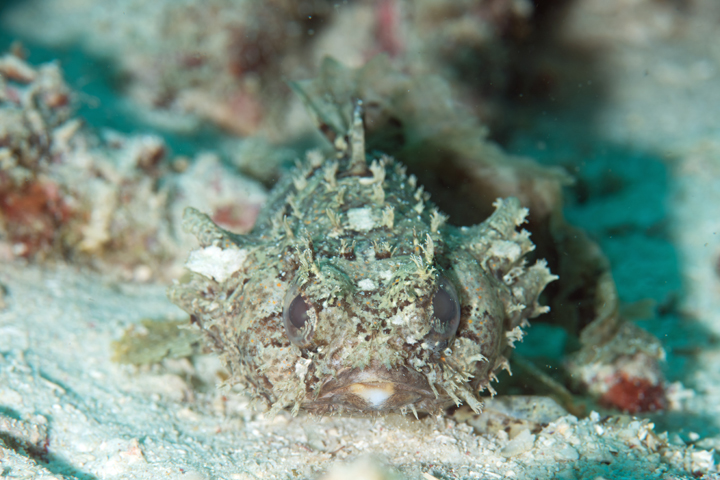 バンデット・トードフィッシュ | マンぶーンの生活 4ぉうす