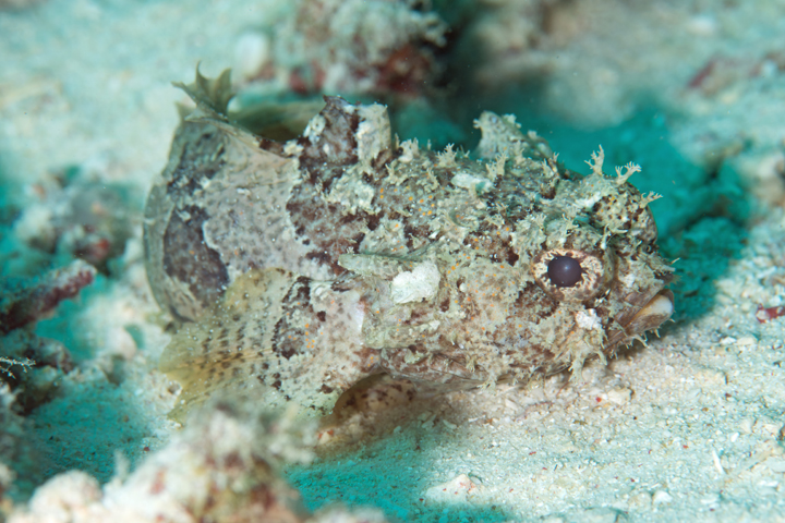 バンデット・トードフィッシュ | マンぶーンの生活 4ぉうす